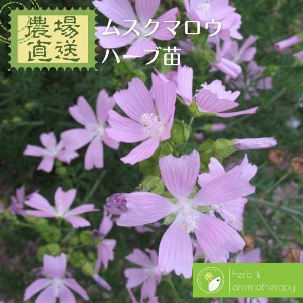 10種以上のお買いもので送料無料！（ハーブ苗・培養土のみ同梱可）