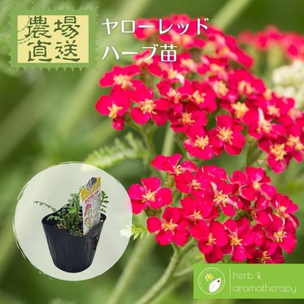 10種以上のお買いもので送料無料！（ハーブ苗・培養土のみ同梱可）