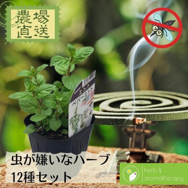 10種以上のお買いもので送料無料！（ハーブ苗・培養土のみ同梱可）