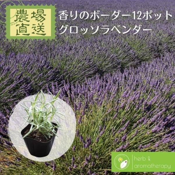 10種以上のお買いもので送料無料！（ハーブ苗・培養土のみ同梱可）