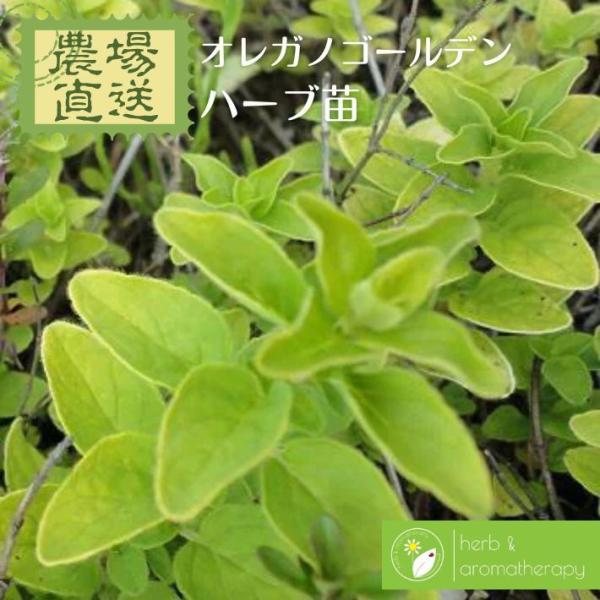 10種以上のお買いもので送料無料！（ハーブ苗・培養土のみ同梱可）