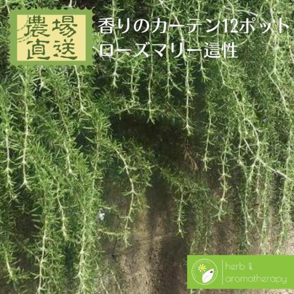 10種以上のお買いもので送料無料！（ハーブ苗・培養土のみ同梱可）