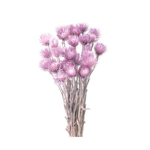 大地農園/ドライフラワー　ミニシルバーデージー　約25g　ツートングレープ　約30cmL約25gツートンカラー：花サイズ約約3.5〜4cm-----------------------------------------------自然の素...