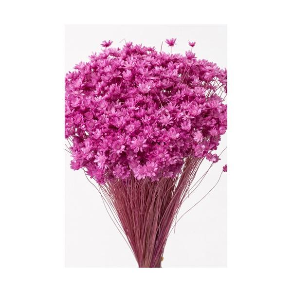 スターフラワー・ブロッサムストロベリー約30cmL花サイズ：約1〜1.5cm1束（約18g・約300本）-----------------------------------------------自然の素材となりますので色合いや形状、大き...