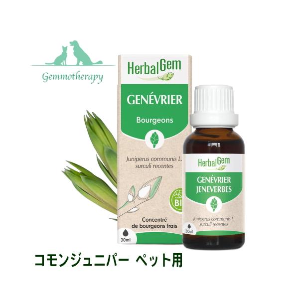 コモンジュニパー Juniper GENEVRIER 代謝改善の基本本来、肝臓や腎臓は、体の中の不要物や毒素を分解して、体から有機物質を排除する働きをする臓器です。この大切な働きを維持するために、コモンジュニパー（西洋ネズ）は毒素の排出や新...