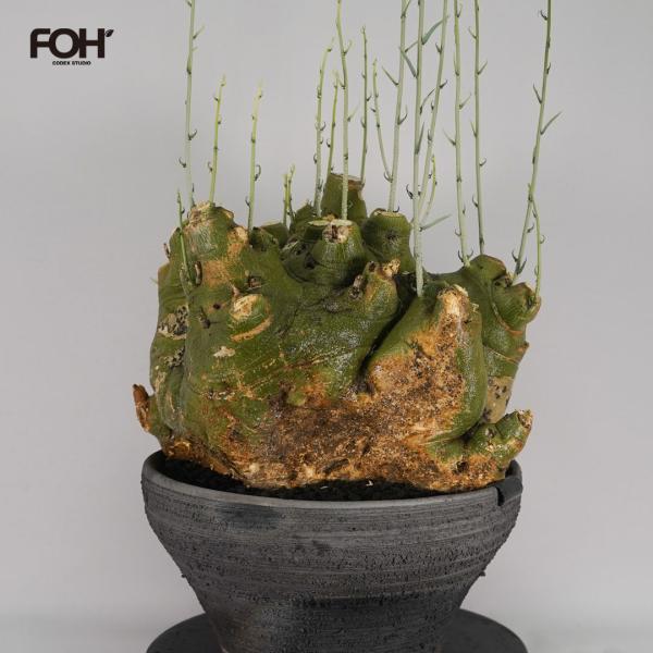 2026年3月26日撮影■商品の状態発根済 現地球■ 学名adenia pechuelii■ 原産地 ナミビア■ 育て方ポイント光：日当たりの良い場所を好みます。室内ではLED補光も◎水やり：用土がしっかり乾いてから。過湿は根腐れの原因にな...