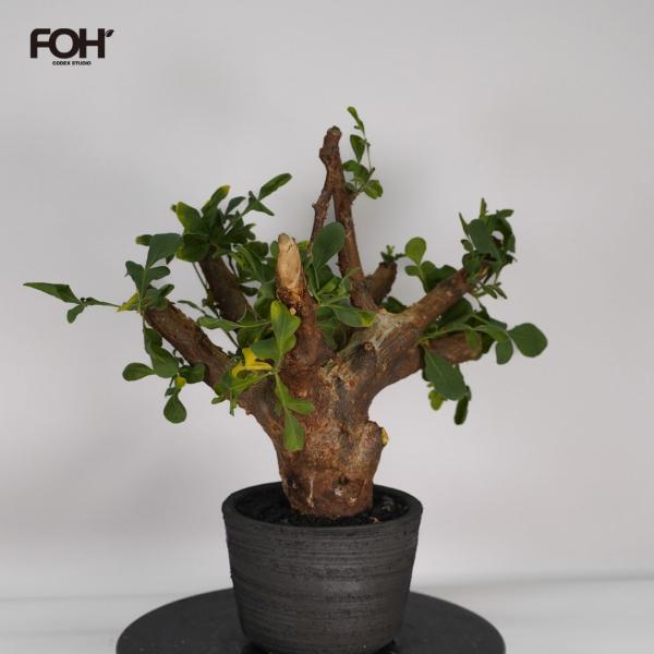 026年4月2日撮影■商品の状態発根済現地株■ 学名Commiphora glaucescens■ 原産地ナミビア■ 特徴乾いた大地に根を張り、静かに時を刻む灌木植物「コミフォラ・グラウケスケンス」。種小名の由来にもなった青みがかった美しい...