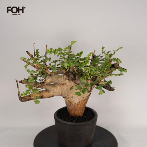 2026年3月12日撮影■商品の状態発根済現地株■ 学名Commiphora saxicola■ 原産地ナミビア■ 特徴乾いた大地に根を張り、静かに時を刻む塊根植物「コミュフォラ・サクシコラ」荒々しくも洗練された肌は、風と陽に磨かれたような...