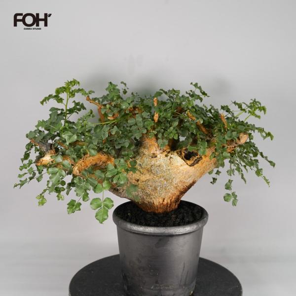 2026年3月12日撮影■商品の状態発根済現地株■ 学名Commiphora saxicola■ 原産地ナミビア■ 特徴乾いた大地に根を張り、静かに時を刻む塊根植物「コミュフォラ・サクシコラ」荒々しくも洗練された肌は、風と陽に磨かれたような...