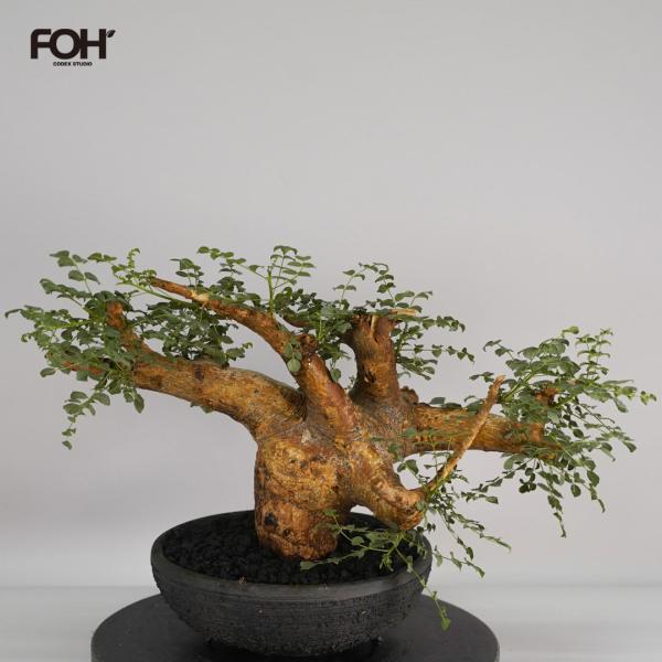 2026年4月2日撮影■商品の状態発根済現地株■ 学名Commiphora saxicola■ 原産地ナミビア■ 特徴乾いた大地に根を張り、静かに時を刻む塊根植物「コミュフォラ・サクシコラ」荒々しくも洗練された肌は、風と陽に磨かれたような質...