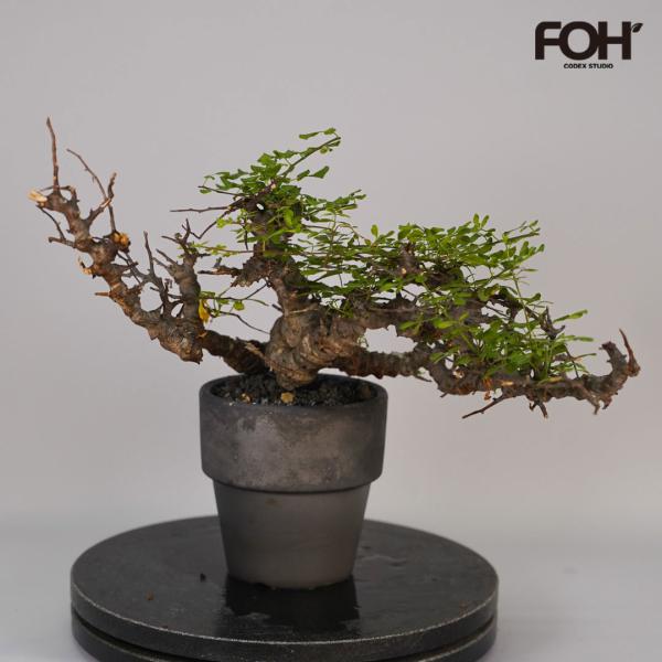 2026年1月22日撮影■商品の状態発根済現地株■ 学名Commiphora sp. Eyl■ 原産地ソマリア■ 特徴 ソマリアの限られた地域から届いた、まるで太古の巨木を凝縮したかのような盆栽的シルエットが魅力。最大の特徴は、岩肌のように...