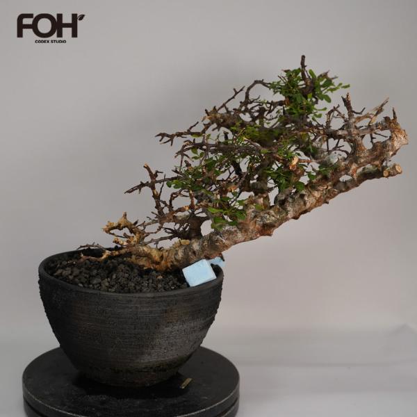 2026年1月22日撮影■商品の状態発根済現地株■ 学名Commiphora sp. Eyl■ 原産地ソマリア■ 特徴 ソマリアの限られた地域から届いた、まるで太古の巨木を凝縮したかのような盆栽的シルエットが魅力。最大の特徴は、岩肌のように...