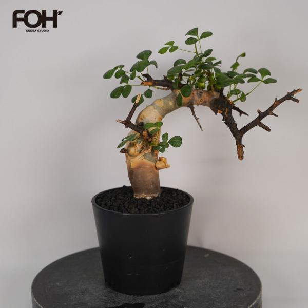 2026年1月22日撮影■商品の状態発根済現地株■ 学名Commiphora kataf pure Somalia■ 原産地ソマリア■ 特徴幹を覆う青みがかった純白の表皮が最大の特徴。年月を重ねるごとにこの表皮は薄く剥がれ落ち、下から新しい...