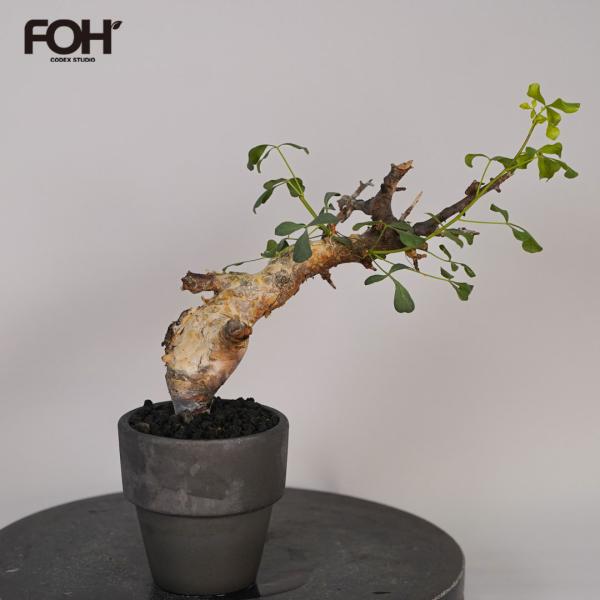 2026年1月22日撮影■商品の状態発根済現地株■ 学名Commiphora kataf pure Somalia■ 原産地ソマリア■ 特徴幹を覆う青みがかった純白の表皮が最大の特徴。年月を重ねるごとにこの表皮は薄く剥がれ落ち、下から新しい...
