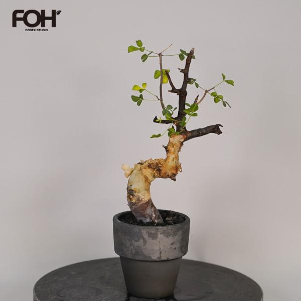 2026年1月22日撮影■商品の状態発根済現地株■学名CommiphorakatafpureSomalia■原産地ソマリア■特徴幹を覆う青みがかった純白の表皮が最大の特徴。年月を重ねるごとにこの表皮は薄く剥がれ落ち、下から新しい肌が現れるた...