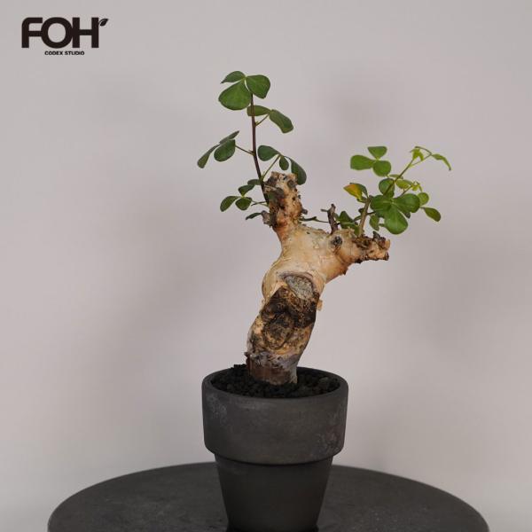 2026年1月22日撮影■商品の状態発根済現地株■ 学名Commiphora kataf pure Somalia■ 原産地ソマリア■ 特徴幹を覆う青みがかった純白の表皮が最大の特徴。年月を重ねるごとにこの表皮は薄く剥がれ落ち、下から新しい...
