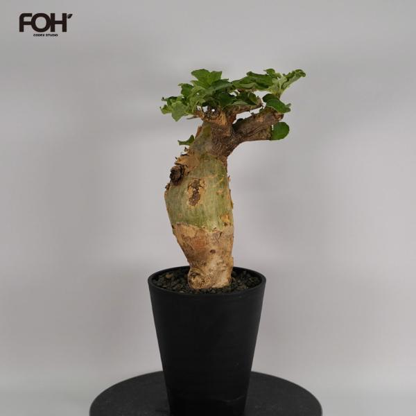 2026年1月22日撮影■商品の状態発根済現地株■ 学名Sesamothamnus busseanus■ 原産地タンザニア■ 特徴 銀白の薄紙を纏ったかのような、神秘的な樹皮を持つ「セサモタムナス・ブッセヌス」。東アフリカの酷暑から身を守る...