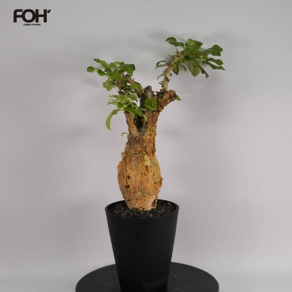 2026年1月22日撮影■商品の状態発根済現地株■ 学名Sesamothamnus busseanus■ 原産地タンザニア■ 特徴 銀白の薄紙を纏ったかのような、神秘的な樹皮を持つ「セサモタムナス・ブッセヌス」。東アフリカの酷暑から身を守る...