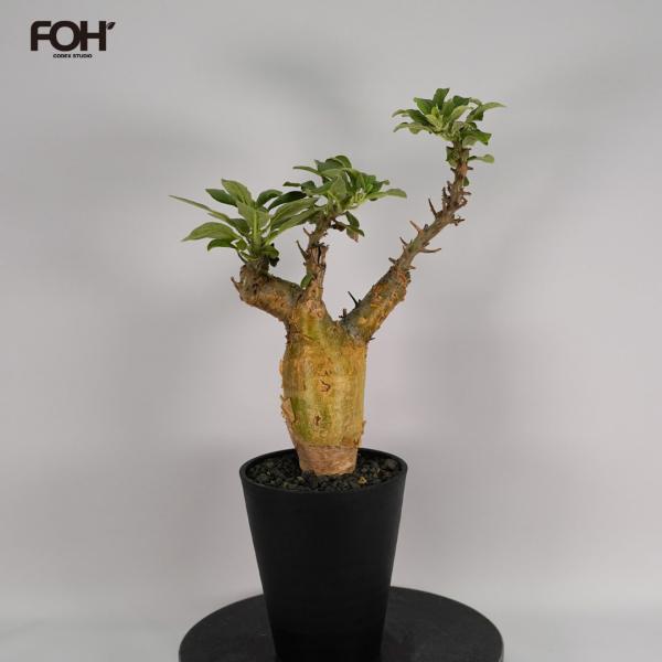 2026年1月22日撮影■商品の状態発根済現地株■ 学名Sesamothamnus busseanus■ 原産地タンザニア■ 特徴 銀白の薄紙を纏ったかのような、神秘的な樹皮を持つ「セサモタムナス・ブッセヌス」。東アフリカの酷暑から身を守る...