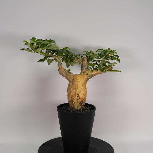 2026年1月22日撮影■商品の状態発根済現地株■ 学名Sesamothamnus busseanus■ 原産地タンザニア■ 特徴 銀白の薄紙を纏ったかのような、神秘的な樹皮を持つ「セサモタムナス・ブッセヌス」。東アフリカの酷暑から身を守る...