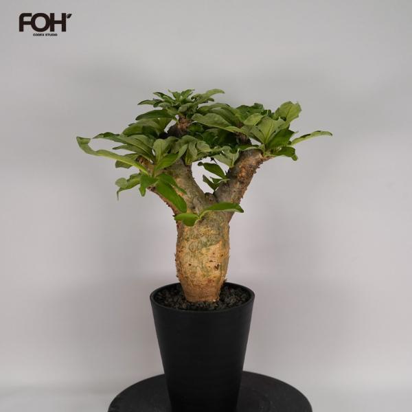 2026年1月22日撮影■商品の状態発根済現地株■ 学名Sesamothamnus busseanus■ 原産地タンザニア■ 特徴 銀白の薄紙を纏ったかのような、神秘的な樹皮を持つ「セサモタムナス・ブッセヌス」。東アフリカの酷暑から身を守る...