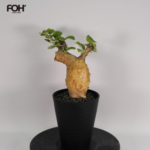 2026年1月22日撮影■商品の状態発根済現地株■ 学名Sesamothamnus busseanus■ 原産地タンザニア■ 特徴 銀白の薄紙を纏ったかのような、神秘的な樹皮を持つ「セサモタムナス・ブッセヌス」。東アフリカの酷暑から身を守る...