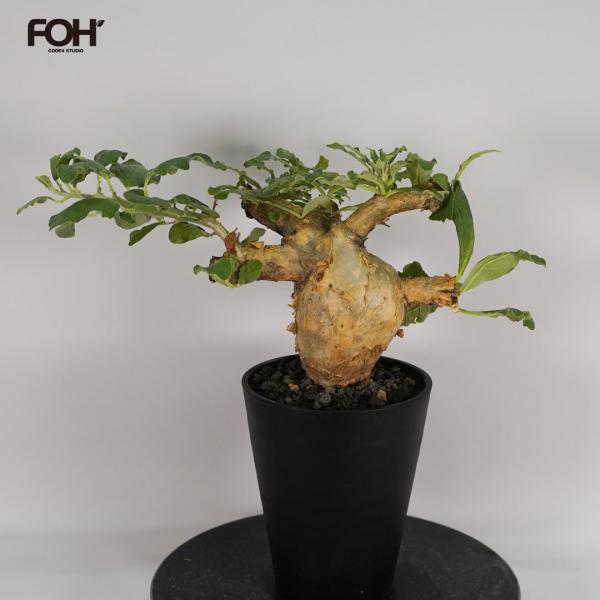 2026年1月22日撮影■商品の状態発根済現地株■ 学名Sesamothamnus busseanus■ 原産地タンザニア■ 特徴 銀白の薄紙を纏ったかのような、神秘的な樹皮を持つ「セサモタムナス・ブッセヌス」。東アフリカの酷暑から身を守る...