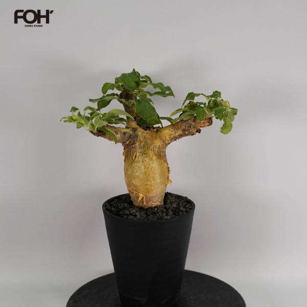 2026年1月22日撮影■商品の状態発根済現地株■ 学名Sesamothamnus busseanus■ 原産地タンザニア■ 特徴 銀白の薄紙を纏ったかのような、神秘的な樹皮を持つ「セサモタムナス・ブッセヌス」。東アフリカの酷暑から身を守る...