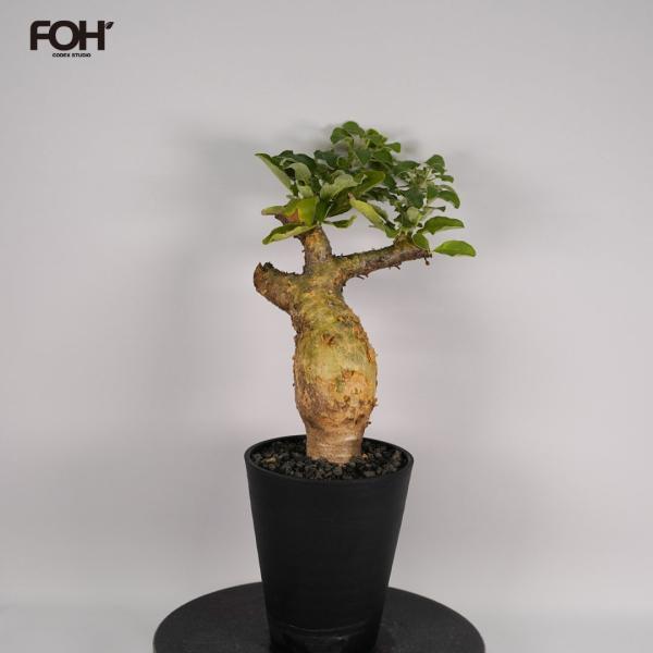 2026年1月22日撮影■商品の状態発根済現地株■ 学名Sesamothamnus busseanus■ 原産地タンザニア■ 特徴 銀白の薄紙を纏ったかのような、神秘的な樹皮を持つ「セサモタムナス・ブッセヌス」。東アフリカの酷暑から身を守る...