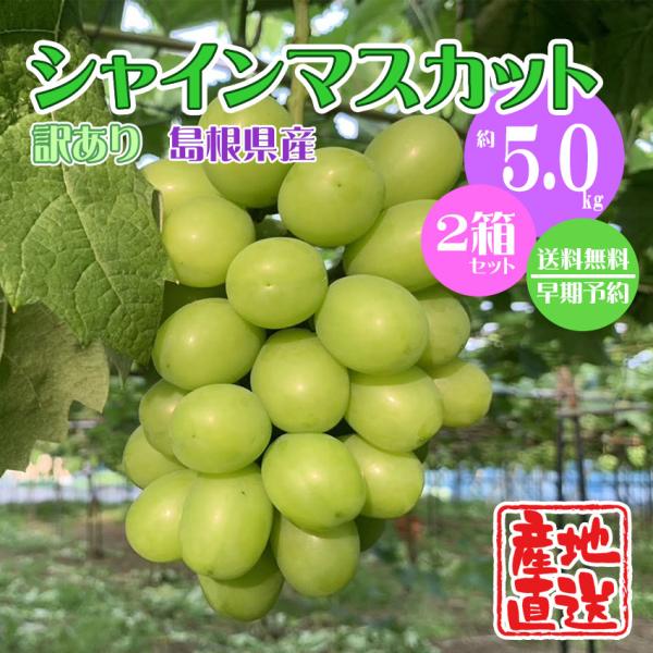 【発売日：2026年07月28日】【商品名】シャインマスカット 訳あり ご家庭用 不揃い有【生産地】島根県【配送方法】佐川急便　常温便【内容量】約5.0kg（7〜10房見当）2箱【保存方法】常温・直射日光、乾燥を避けて保管【備考】全体的に脱...