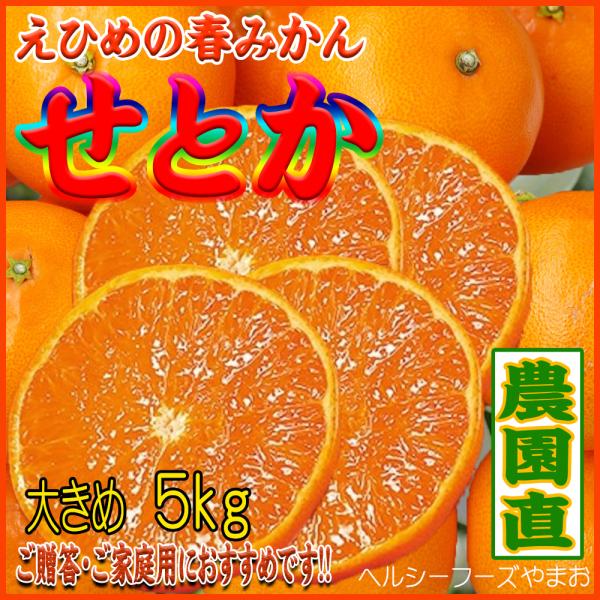 せとか（瀬戸香）５キロ箱入りです。【選別を通っていない農家直送品です】平成１０年に「清見」と「アンコール」それに「マーコット」の交配により生まれたハイブリッド高級柑橘です。大きさは、大きめサイズになります、”せとか”は糖度が極めて高くて、ま...