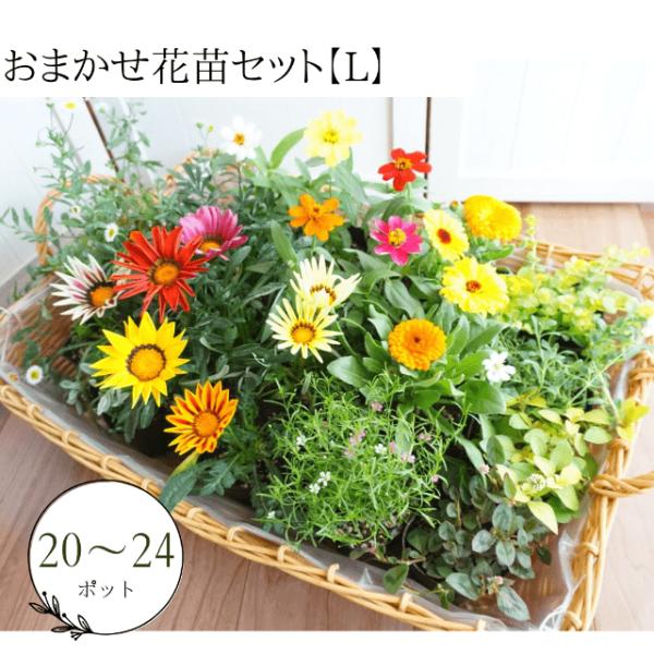 生産者直送！！おまかせ花苗セット♪寄せ植えもしやすいようにお選びしています(^^♪※見本の写真は一例です。品種、カラーはお任せとなります。【春・夏品種】〇ラナンキュラス〇キンセンカ〇ガザニア〇ジニア〇ニチニチソウ〇ポーチュラカ〇ケイトウ〇ジ...