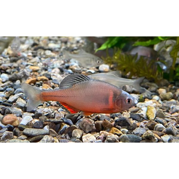 【名称】火山タナゴ　カザンタナゴ　シーナンタナゴ学名　Sinorhodeus microlepis【お送りするサイズ】現在目測約1cm 稚魚【商品説明】中国原産でオスの方が大型になりメスは一回り小さいです。繁殖期のオスは赤くなり非常に綺麗で...