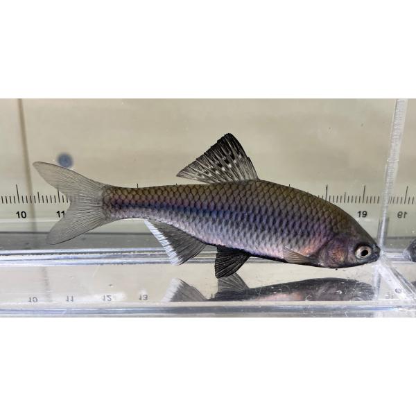 【名称】マタナゴ　タナゴ【お送りするサイズ】目測2cm 未選別※在庫数、サイズにより価格が変動します。【商品説明】他のタナゴ類と同様に春頃に二枚貝へ産卵します。繁殖期になるとオスは婚姻色がでて非常に綺麗になります。在庫の中からランダムに掬い...