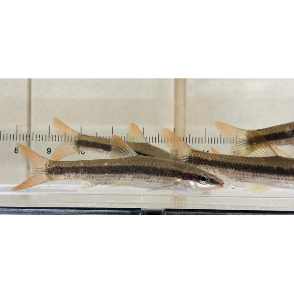 【名称】ムギツク【お送りするサイズ】目測4〜6cm※サイズ差があります。生き物ですのでサイズを一定にすることはできません。多少のサイズ差はご了承ください。【商品説明】河川上流域の石の下や植物の根本等の物陰で見かけます。ヒレ先のオレンジ色が綺...