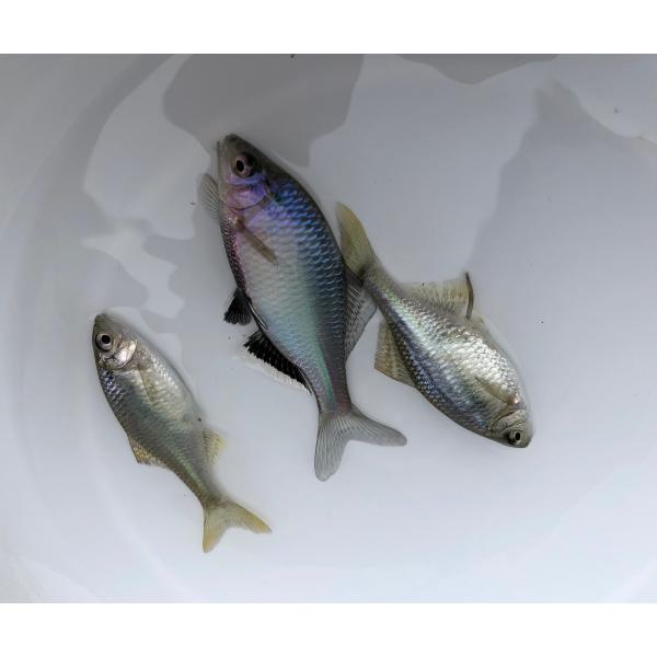 【名称】シロヒレタビラ【お送りするサイズ】目測1〜2cm 未選別※在庫数、サイズにより価格が変動します。【商品説明】2025年春生まれのシロヒレタビラの稚魚です。種親は岡山県産、当店ブリード個体です。他のタナゴ類と同様に春から夏にかけて淡水...