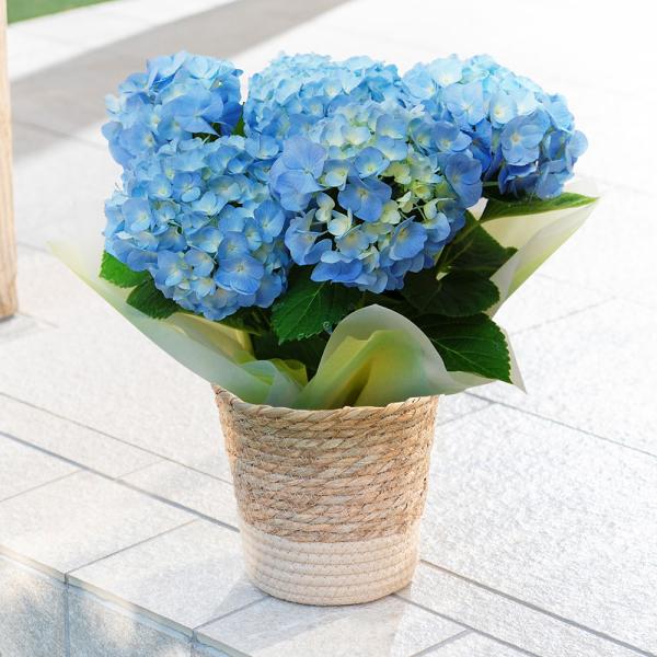 ■お届け2026/6/18 から 2026/6/21まででご指定ください※お届け日指定締切 2026/6/12 以降は指定不可■注文締切2026/06/18　14:00まで爽やかな花色で楽しませてくれる「アジサイ」。鮮やかなブルー系をセレク...