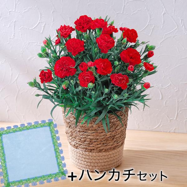 ■お届け2026/5/6 から 2026/5/10まででご指定ください※お届け日指定締切 2026/4/30 以降は指定不可■注文締切2026/04/30　14:00まで「母への愛」という花言葉をもつ赤いカーネーションの花鉢を、大好きなお母...