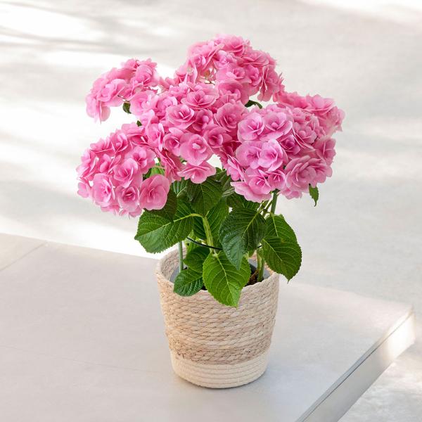 ■お届け2026/5/6 から 2026/5/10まででご指定ください※お届け日指定締切 2026/4/30 以降は指定不可■注文締切2026/05/07　14:00まで幾重にも重なる八重咲きがふんわりと咲きそろうアジサイ「サリー」。一輪一...