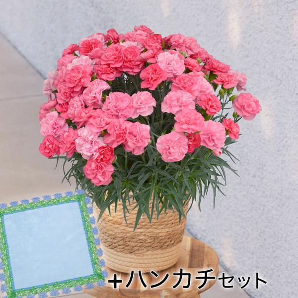 ■お届け2026/5/6 から 2026/5/10まででご指定ください※お届け日指定締切 2026/4/30 以降は指定不可■注文締切2026/04/30　14:00まで【2025-2026年ジャパンフラワーセレクション受賞品種】キャンドル...