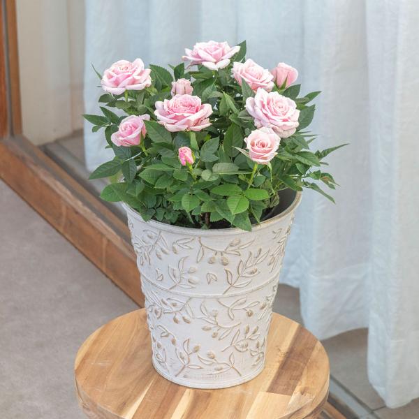 ■お届け2026/5/6 から 2026/5/10まででご指定ください※お届け日指定締切 2026/4/30 以降は指定不可■注文締切2026/05/07　14:00まで高品質なミニバラを咲かせる、大西 隆コレクション。可愛らしいピンクの花...