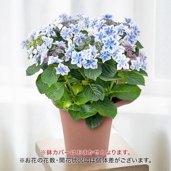 ■お届け2026/5/7 から 2026/5/10まで上記期間内でお届け※お届け日指定受付不可の商品です■注文締切2026/05/07　14:00まで白い縁どりに淡いブルーの花色は甘いコンペイトウのよう。和のたたずまいを感じさせる爽やかなブ...