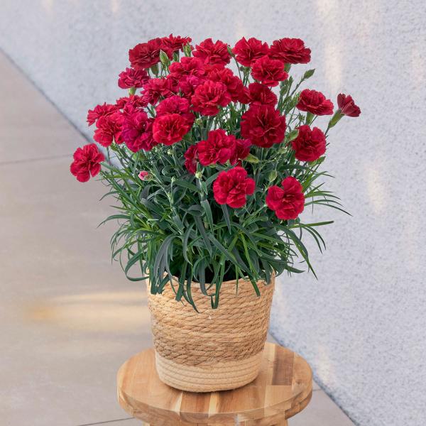 ■お届け2026/5/6 から 2026/5/10まででご指定ください※お届け日指定締切 2026/4/30 以降は指定不可■注文締切2026/05/07　14:00まで濃い赤色が美しい情熱的なカーネーション「カシスムース」。深い赤にまっす...