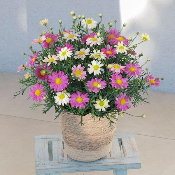 ■お届け2026/5/6 から 2026/5/10まででご指定ください※お届け日指定締切 2026/4/30 以降は指定不可■注文締切2026/05/07　14:00までレモン色からピンク色への変化と色合いが素敵なマーガレット「スマッシュピ...