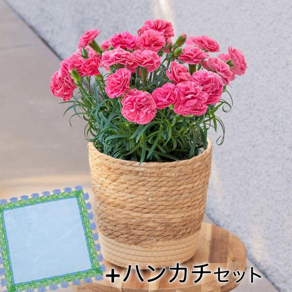 ■お届け2026/5/6 から 2026/5/10まででご指定ください※お届け日指定締切 2026/4/30 以降は指定不可■注文締切2026/04/30　14:00まで【2022-2023年ジャパンフラワーセレクション入賞品種】雪印種苗が...