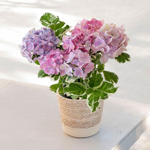 ■お届け2026/5/6 から 2026/5/10まででご指定ください※お届け日指定締切 2026/4/30 以降は指定不可■注文締切2026/05/07　14:00まで大栄花園のオリジナルアジサイ。珍しい白斑の美しい葉が魅力的な「カラフル...