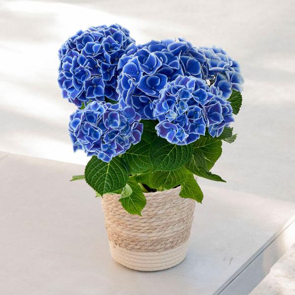 ■お届け2026/5/6 から 2026/5/10まででご指定ください※お届け日指定締切 2026/4/30 以降は指定不可■注文締切2026/05/07　14:00まで青と白が美しく映えるアジサイ「ホットチボリ」です。その洗練されたコント...