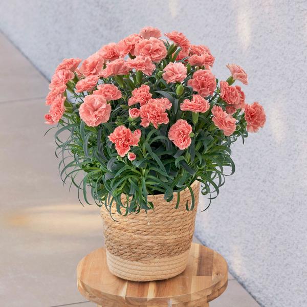 ■お届け2026/5/6 から 2026/5/10まででご指定ください※お届け日指定締切 2026/4/30 以降は指定不可■注文締切2026/05/07　14:00まで【2025-2026年ジャパンフラワーセレクション受賞品種】ふんわりと...