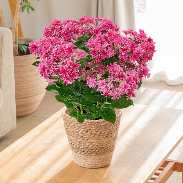 ■お届け2026/5/6 から 2026/5/10まででご指定ください※お届け日指定締切 2026/4/30 以降は指定不可■注文締切2026/05/07　14:00まで【ジャパンフラワーセレクションでフラワー・オブ・ザ・イヤー2021最優...