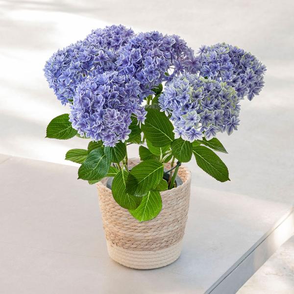 ■お届け2026/5/6 から 2026/5/10まででご指定ください※お届け日指定締切 2026/4/30 以降は指定不可■注文締切2026/05/07　14:00まで繊細な八重咲きのガク片が美しく重なり合うアジサイ「花音」。ボリューム感...